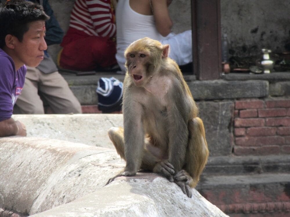 Virtual Everest 2020: Exploring Kathmandu | The Blog on alanarnette.com